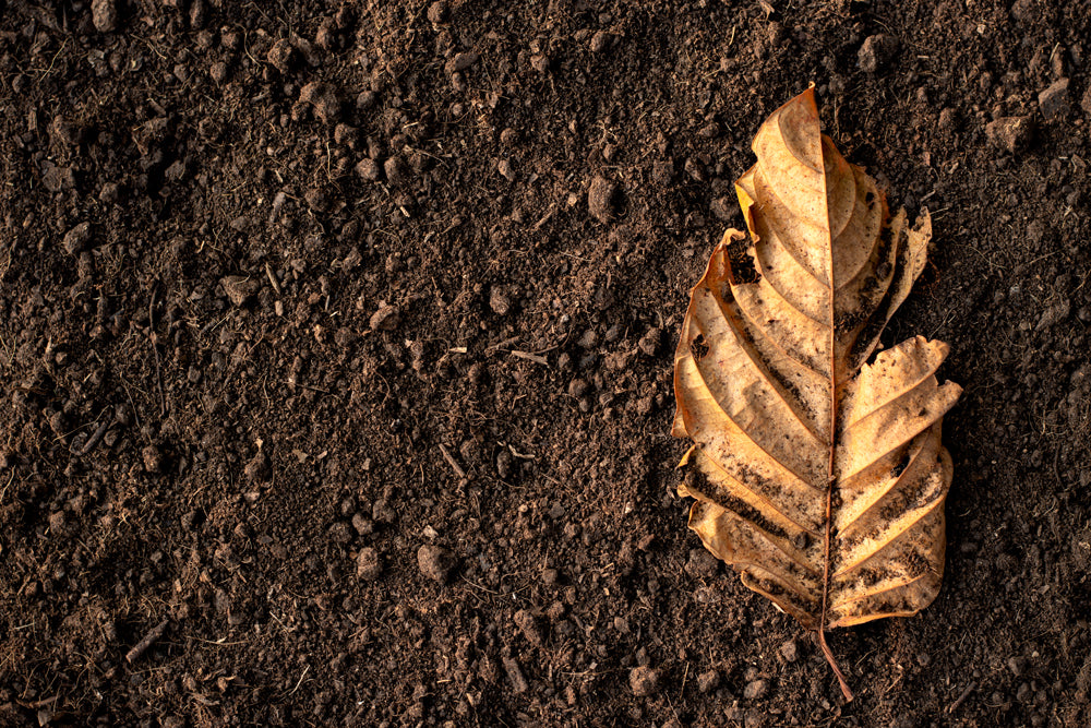 All You Need to Know About Sharad Ritu – SoulTree