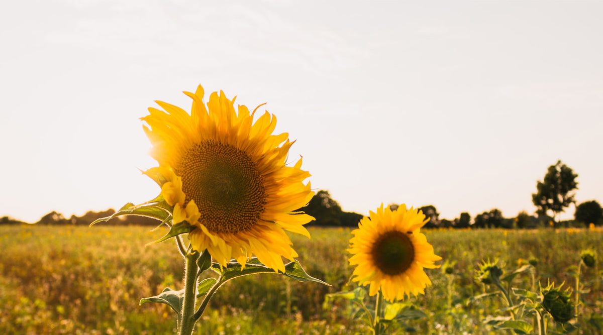 Your Guide to the Onset of Vedic Summer: Greeshma Ritu – SoulTree