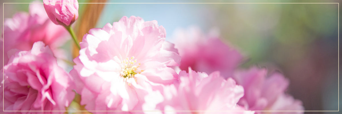 Vasant Ritu: Balancing Kapha Dosha and Nurturing Your Body and Soul ...